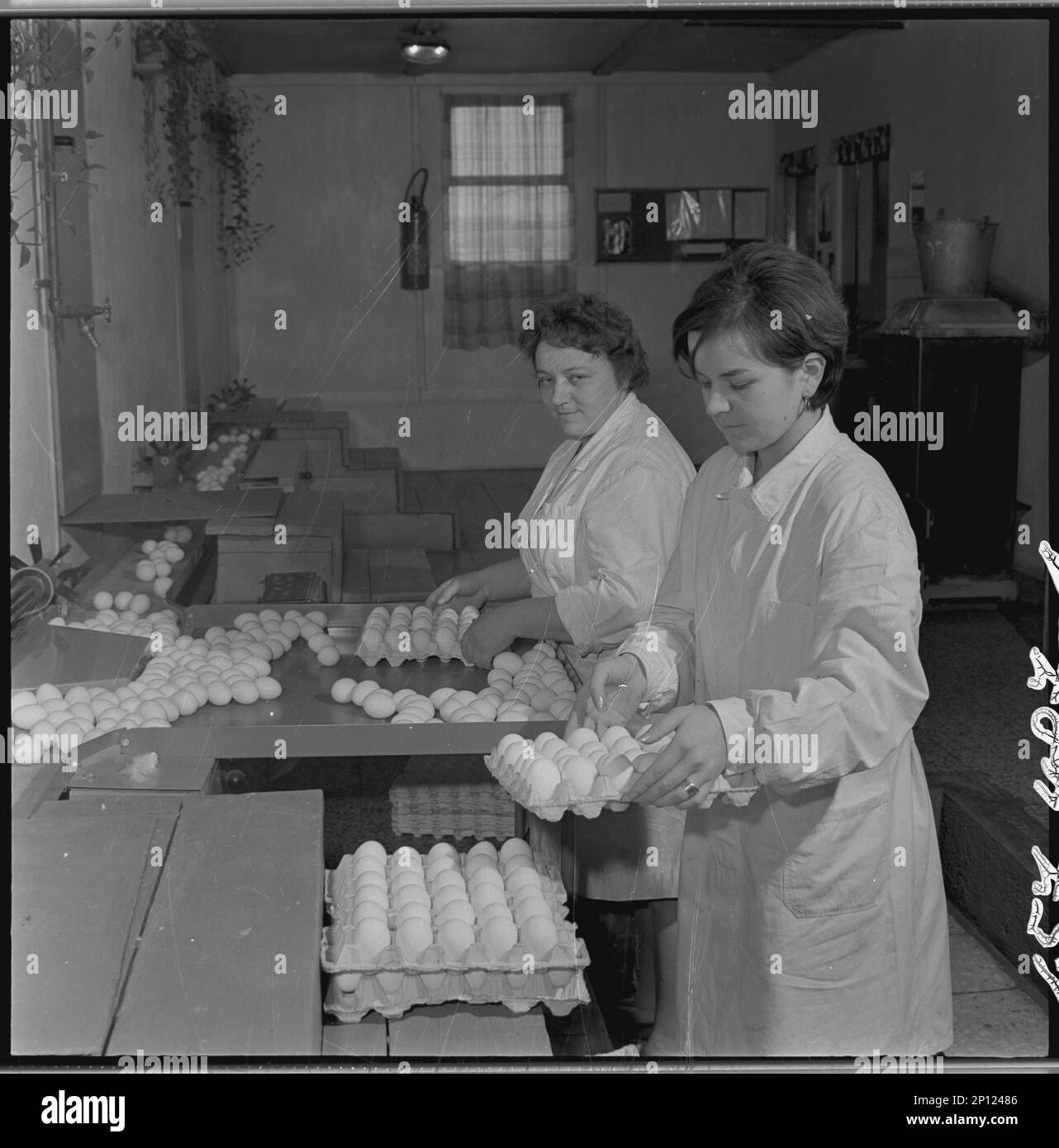 ***DECEMBER 27, 1970 FILE PHOTO*** The cooperative egg production ...