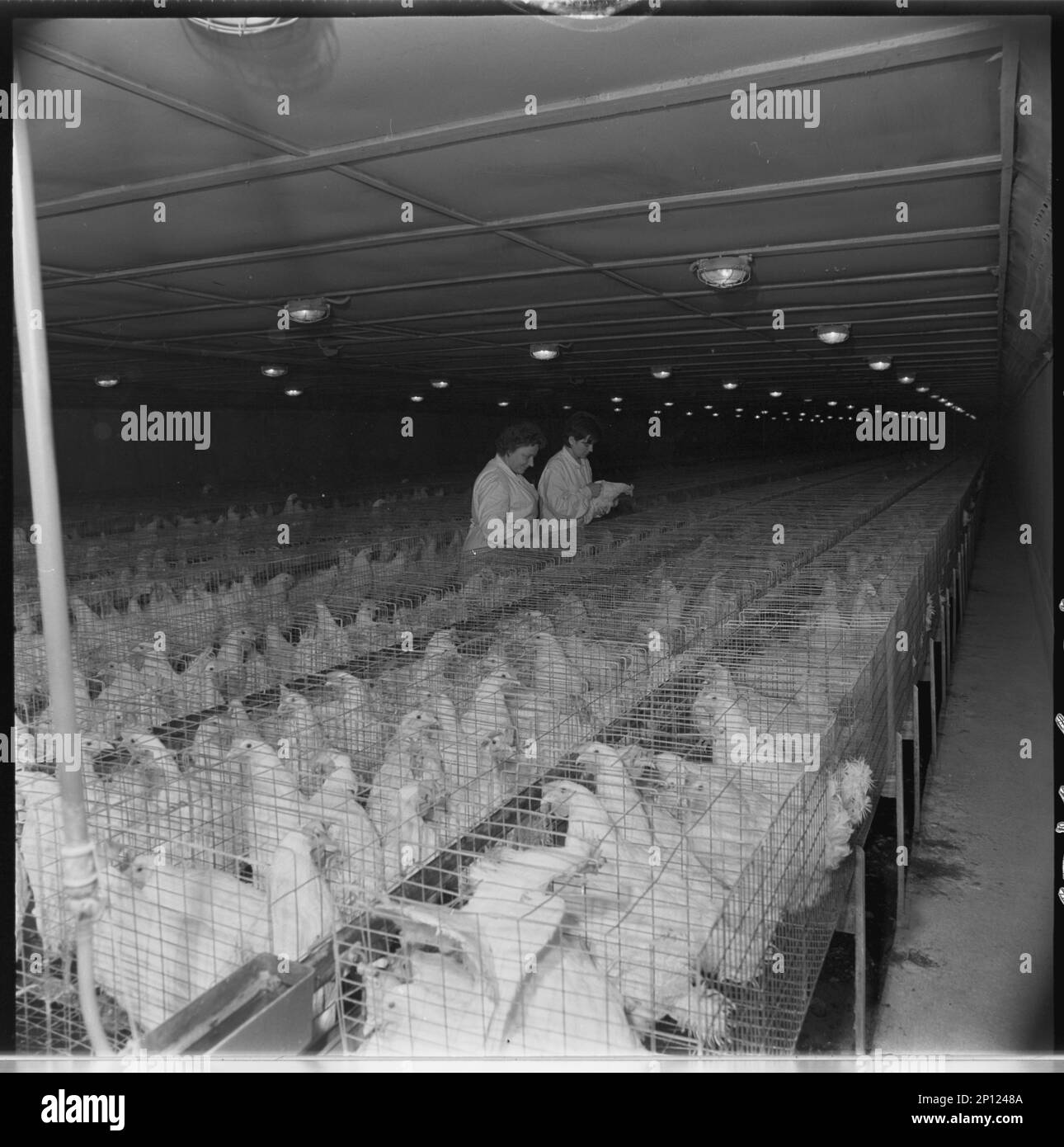 ***DECEMBER 27, 1970 FILE PHOTO*** The cooperative egg production ...