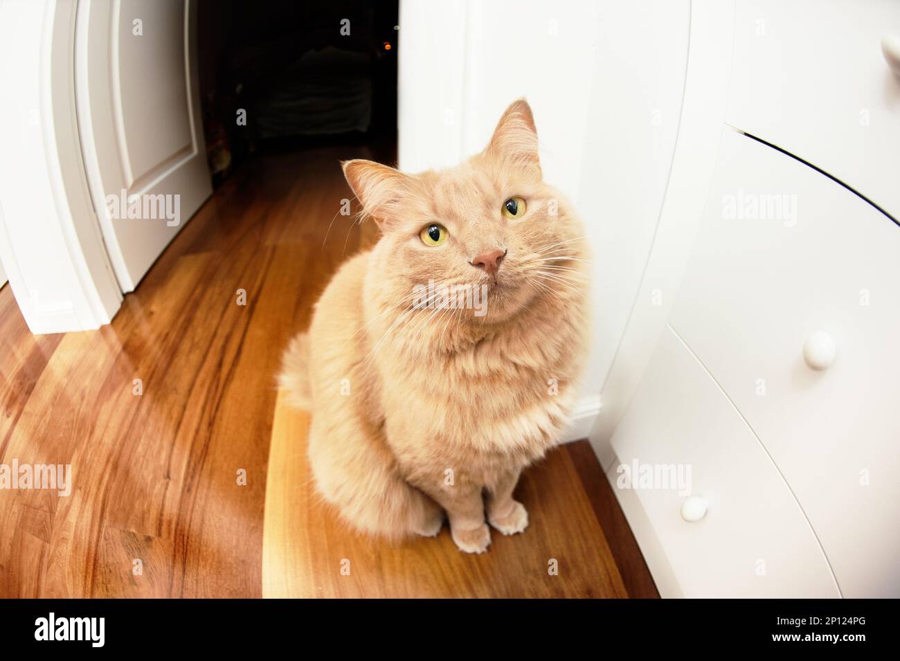 Orange indoor cat sitting down, fisheye distortion Stock Photo - Alamy