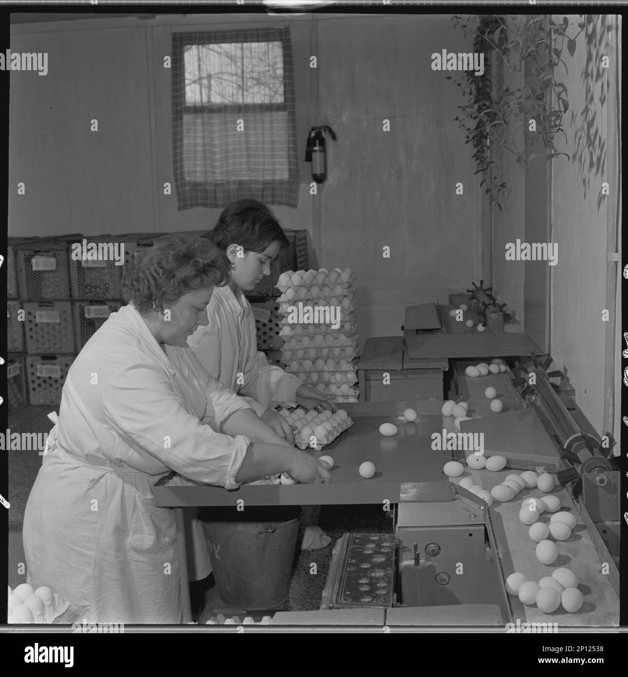 ***DECEMBER 27, 1970 FILE PHOTO*** The cooperative egg production ...