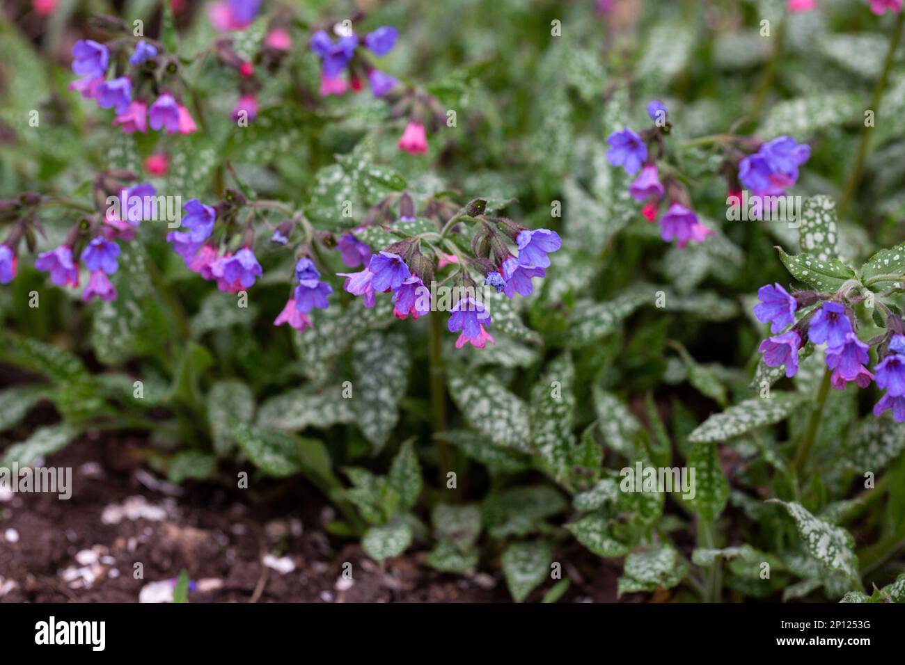 Blossom of bright Pulmonaria in spring. Lungwort. Flowers of different ...
