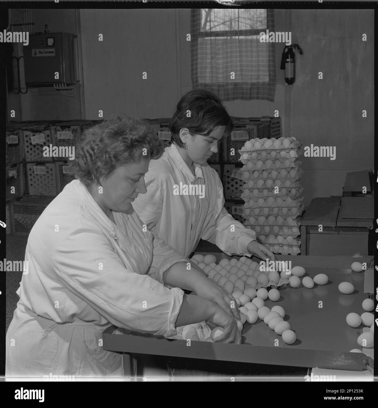 ***DECEMBER 27, 1970 FILE PHOTO*** The cooperative egg production ...