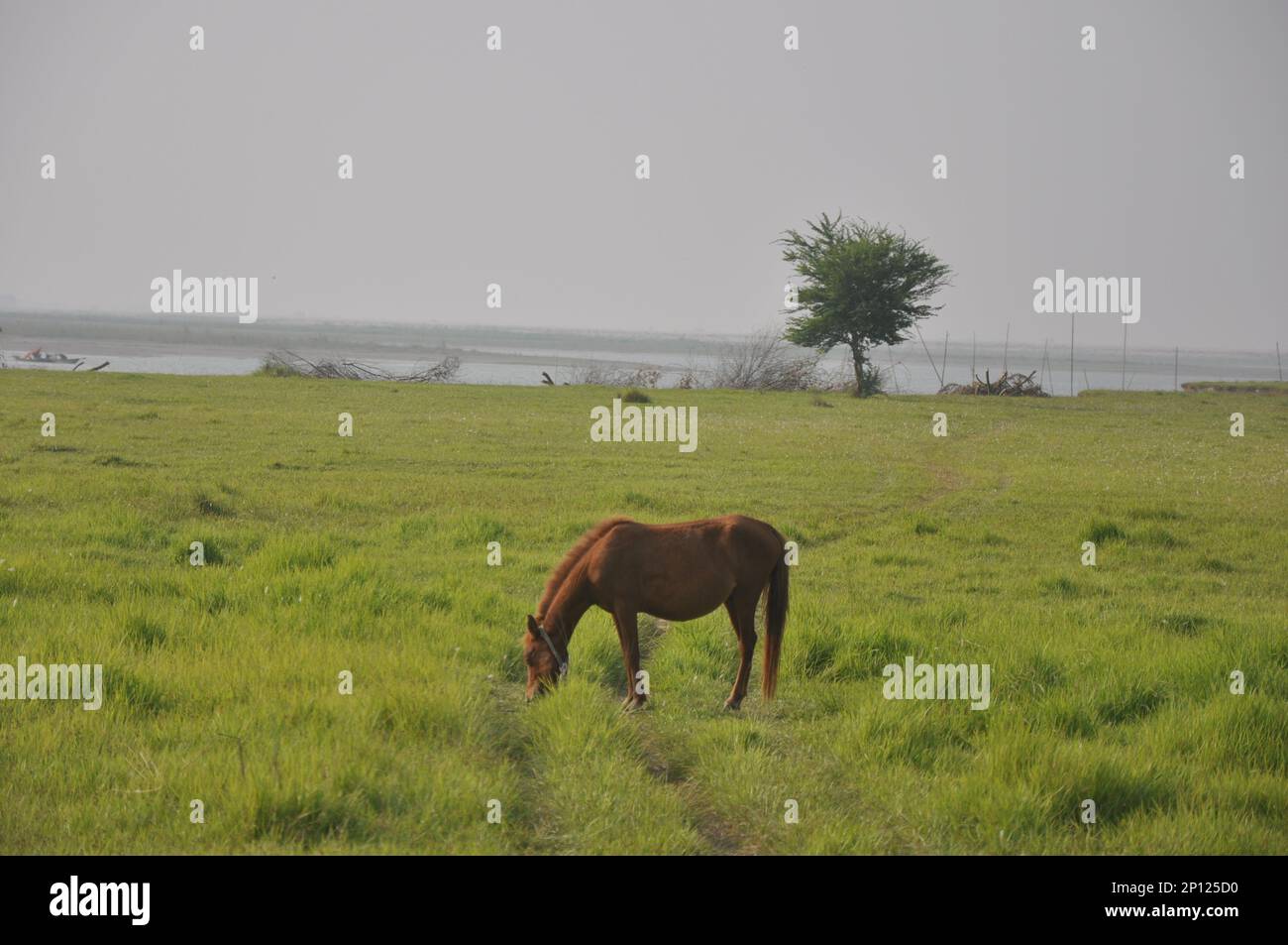 Ghorar gari hi-res stock photography and images - Alamy