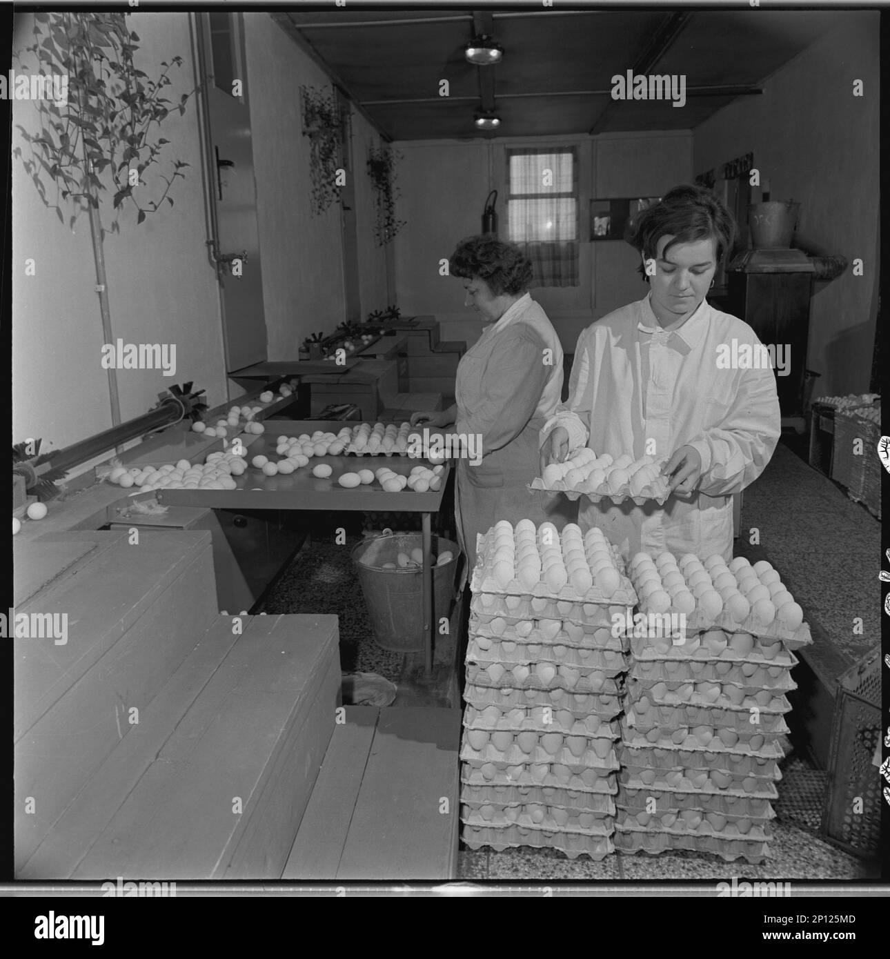 ***DECEMBER 27, 1970 FILE PHOTO*** The cooperative egg production ...