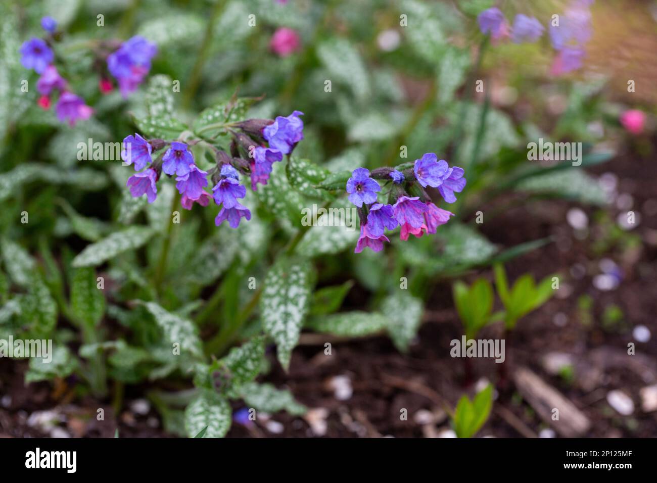 Blossom of bright Pulmonaria in spring. Lungwort. Flowers of different ...