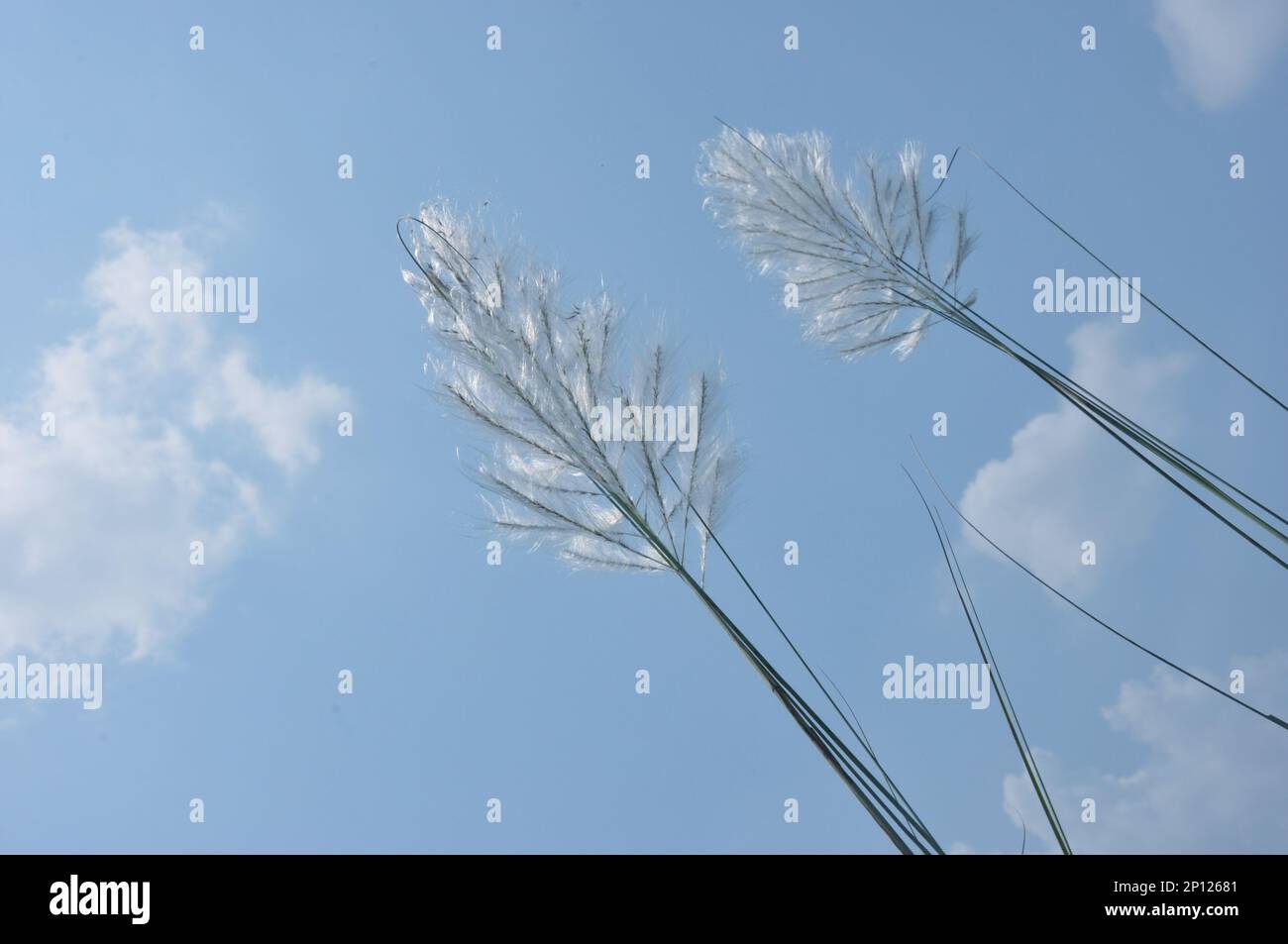 Catkin flower picture in Bangladesh Stock Photo - Alamy