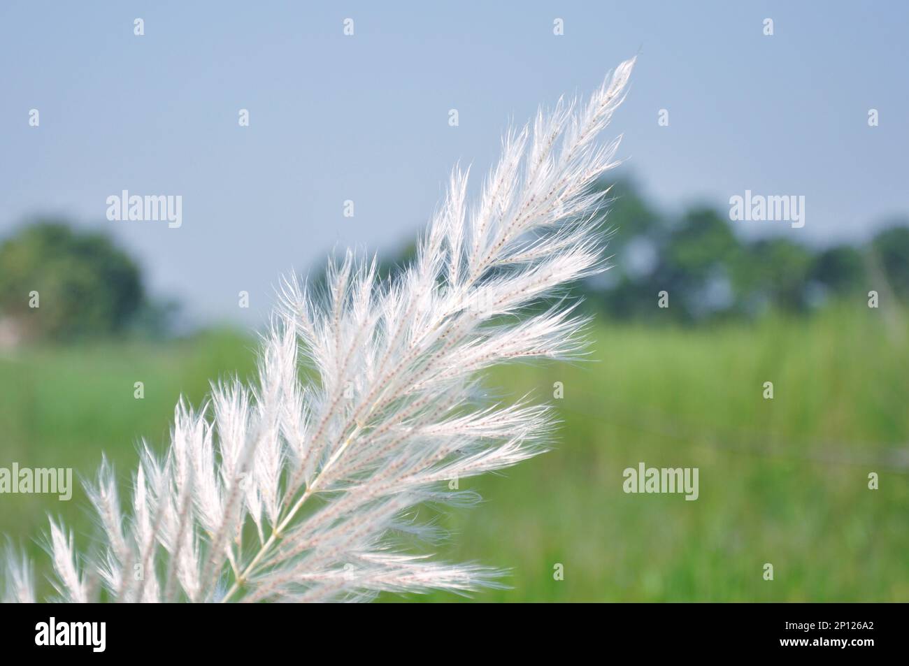 Catkin flower picture in Bangladesh Stock Photo - Alamy