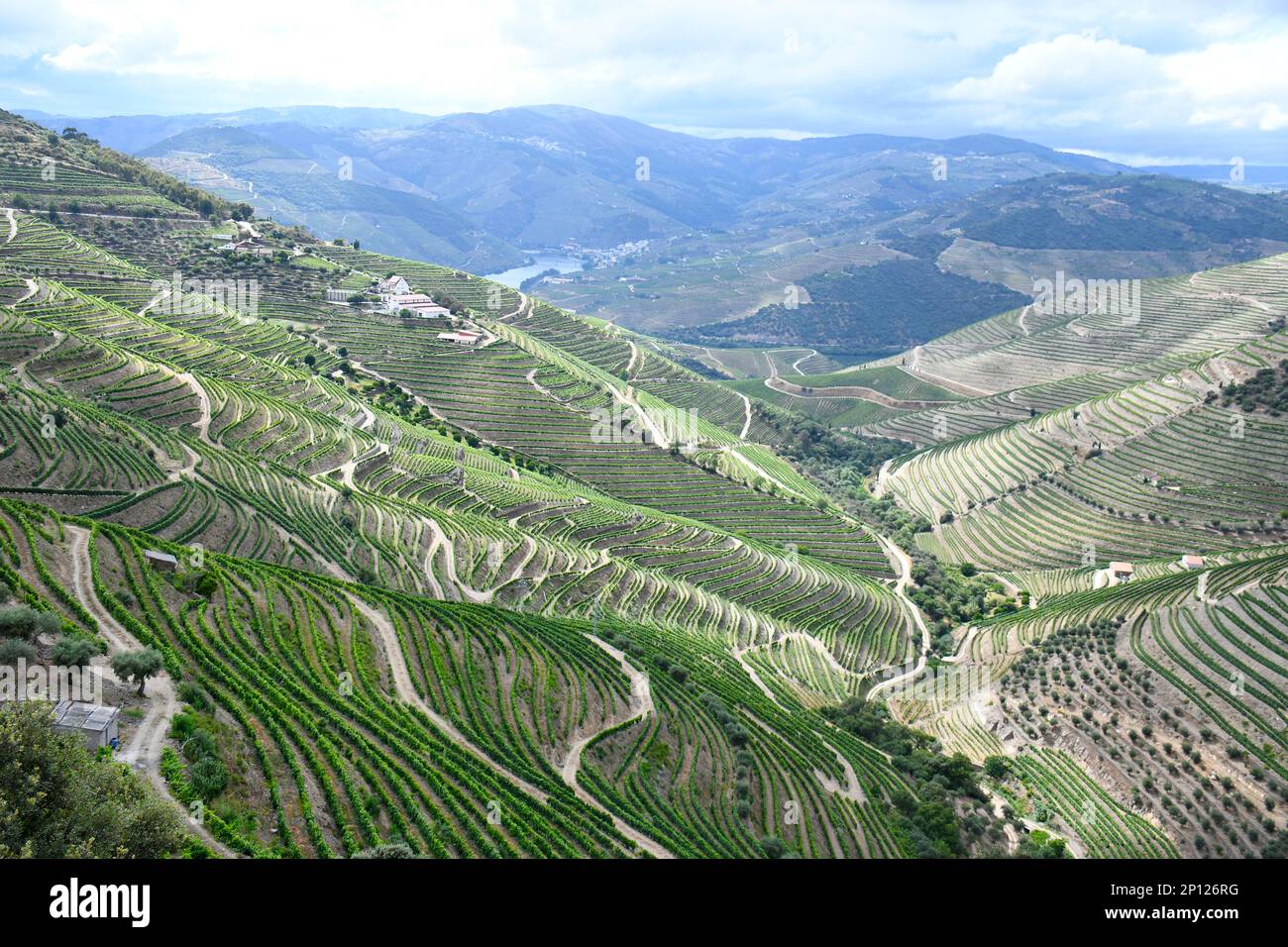 panoramic view of Douro river valley wineyards, Portugal Stock Photo ...