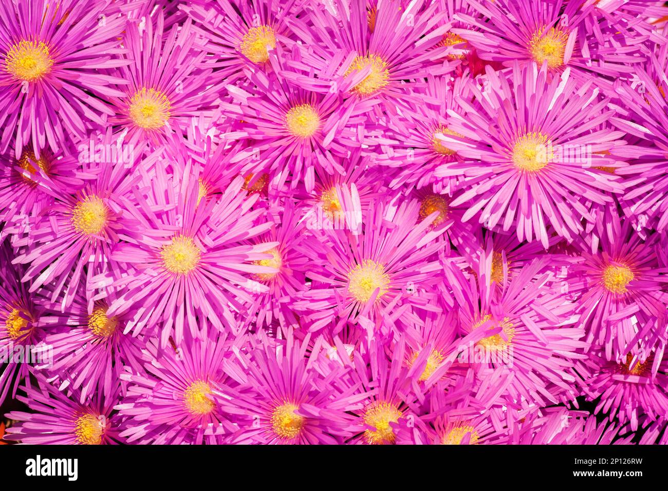 Pink daisies background hi-res stock photography and images - Alamy
