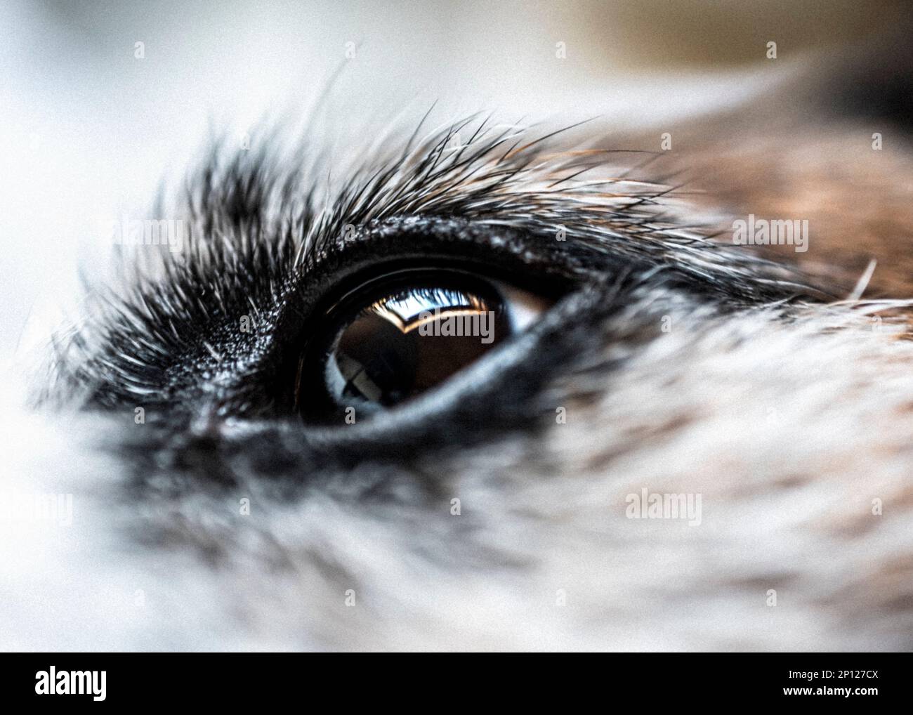 Dog eye macro detail Stock Photo - Alamy