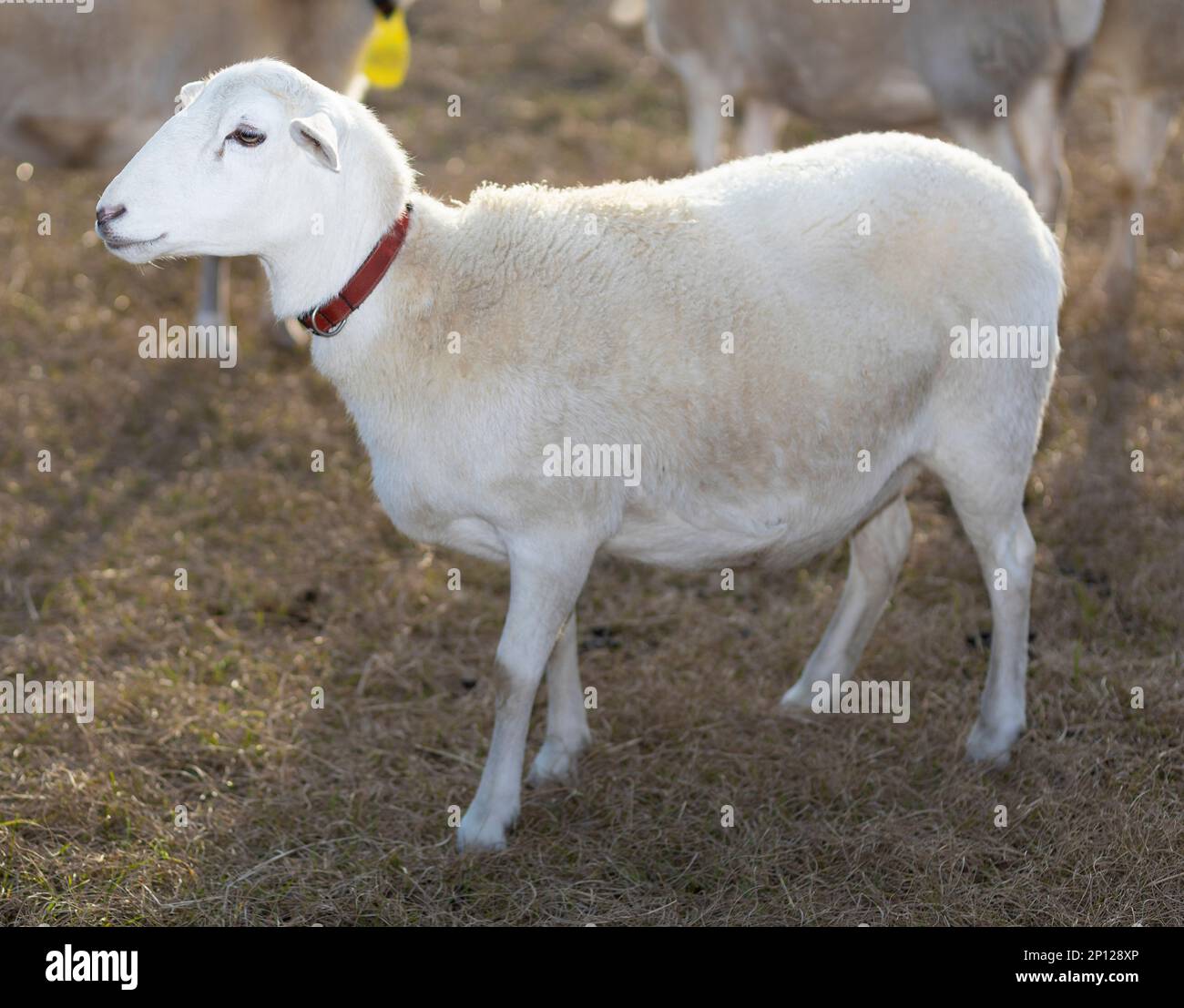 Brighter sunset hi-res stock photography and images - Alamy