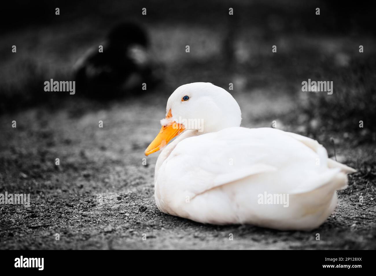 Desaturated animals hi-res stock photography and images - Alamy