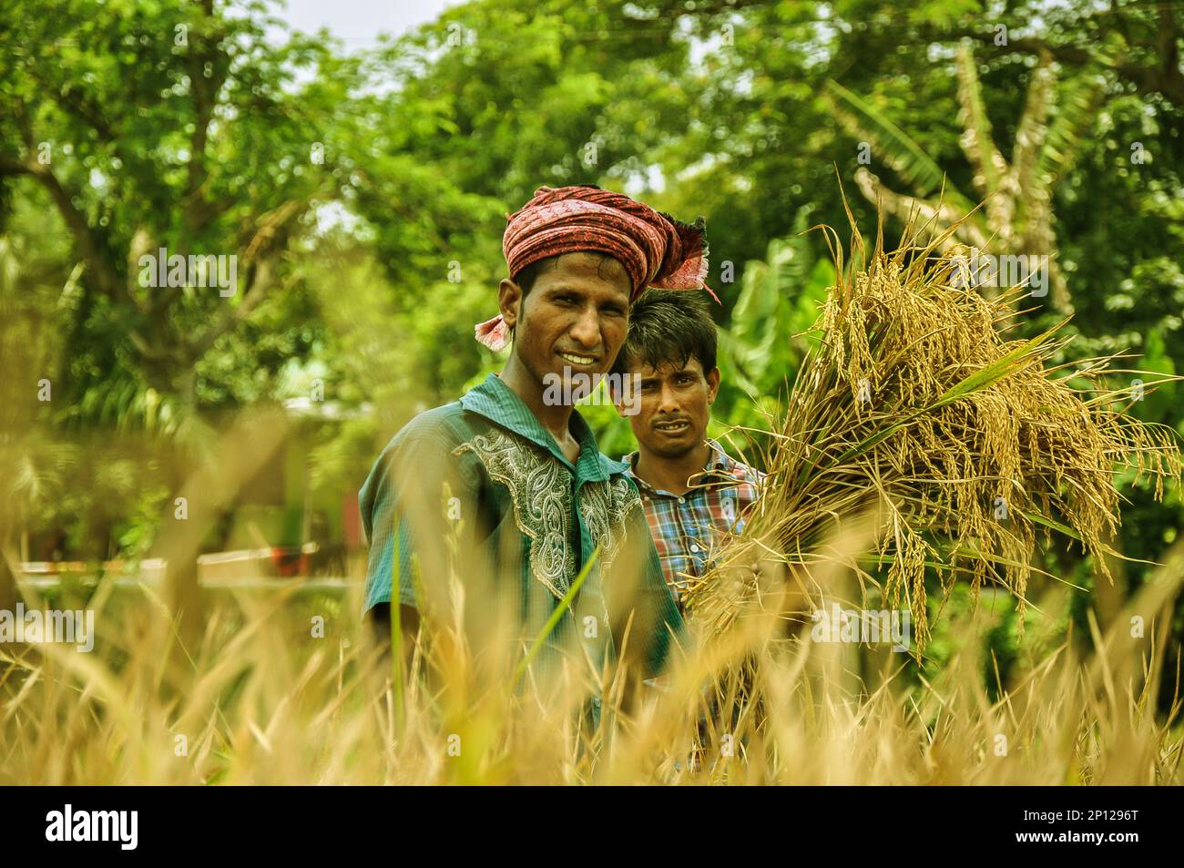 Picture of farmers holding crops in a crop field in Bangladesh Stock ...