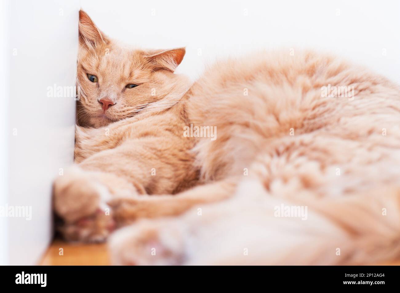 Resting funny yawn yawning pet hi-res stock photography and images - Alamy