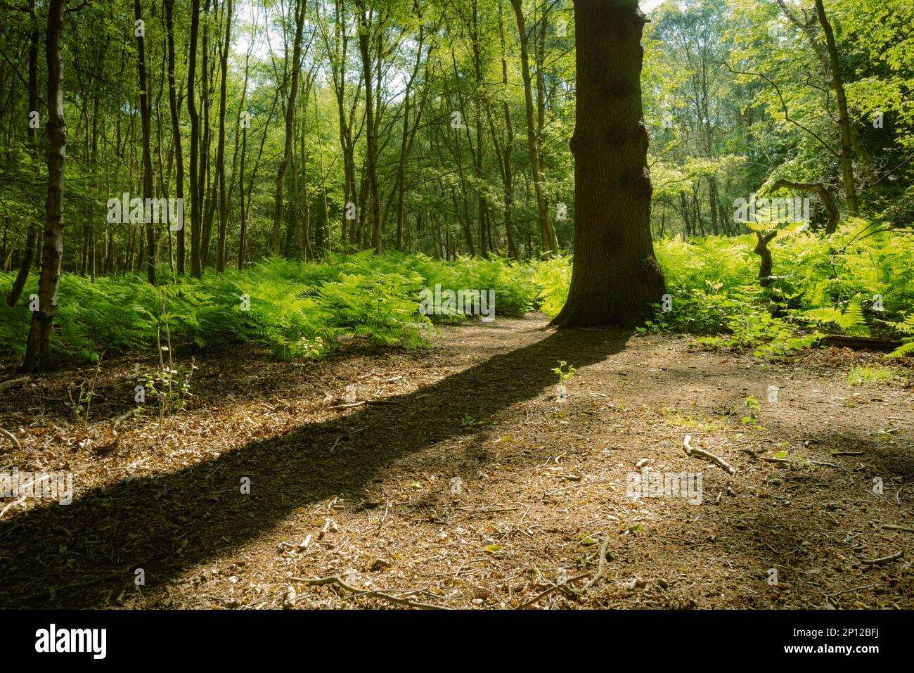 Forest glade showing the shadow of a large tree in a named wilderness ...