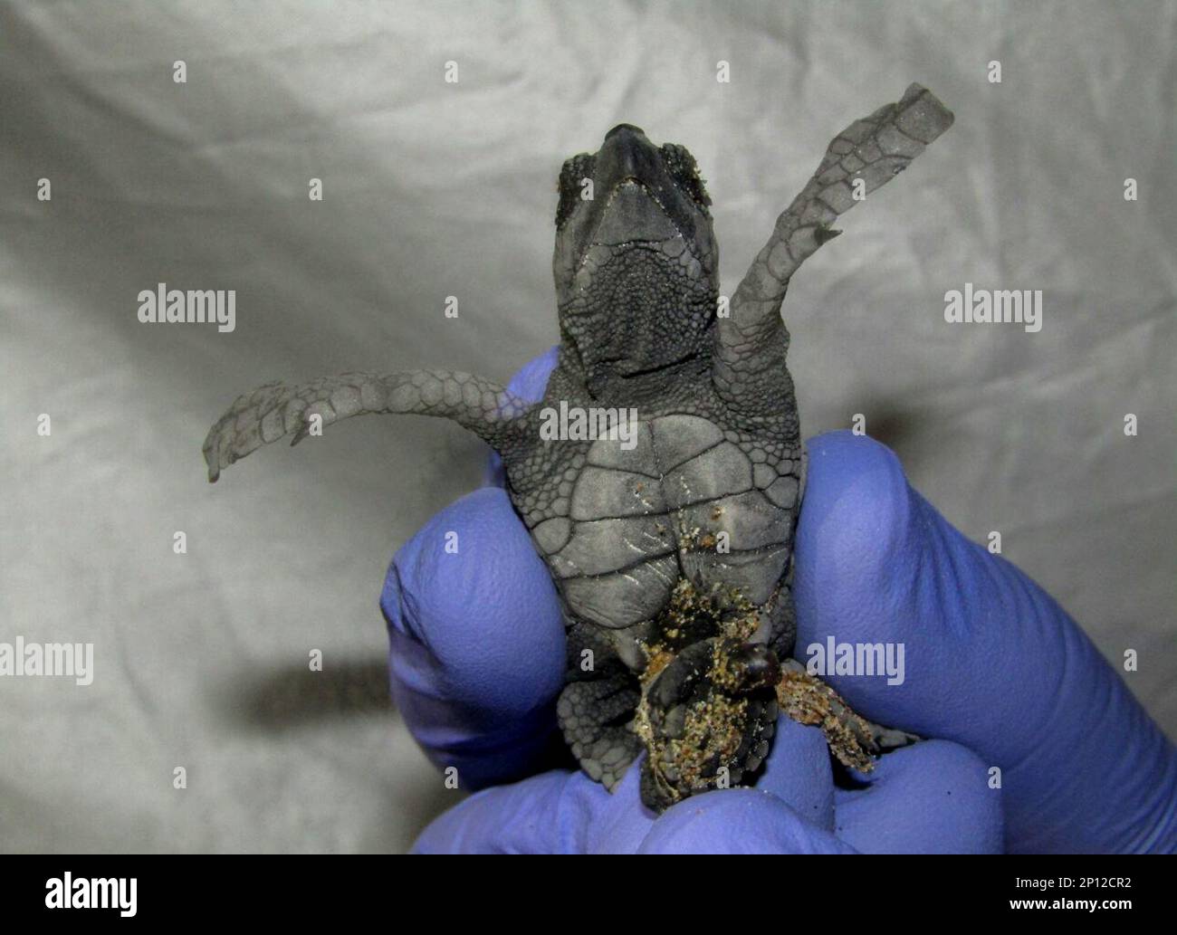This image taken on Monday Aug 15, 2016 by Anton Dohrn Zoological ...
