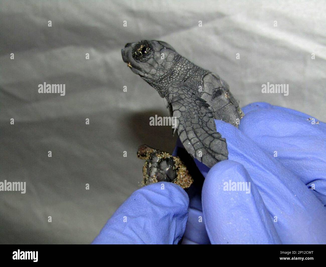 This image taken on Monday Aug 15, 2016 by Anton Dohrn Zoological ...