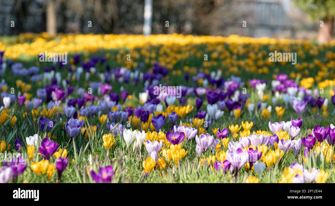 Purple, yellow and white crocuses growing in the grass. Photographed in ...