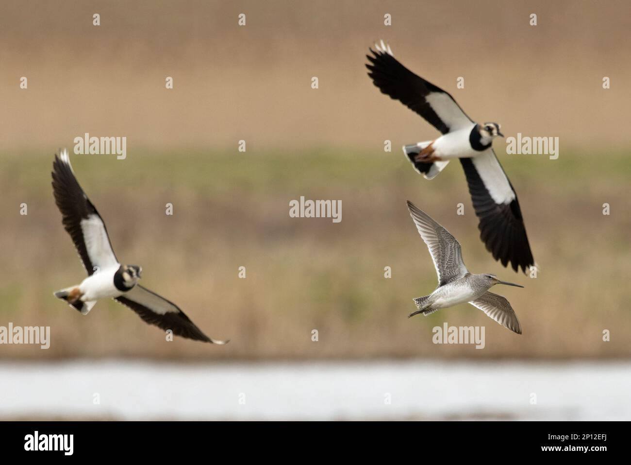 Long-billed Dowitcher (Limnodromus scolopaceus) first winter flying ...