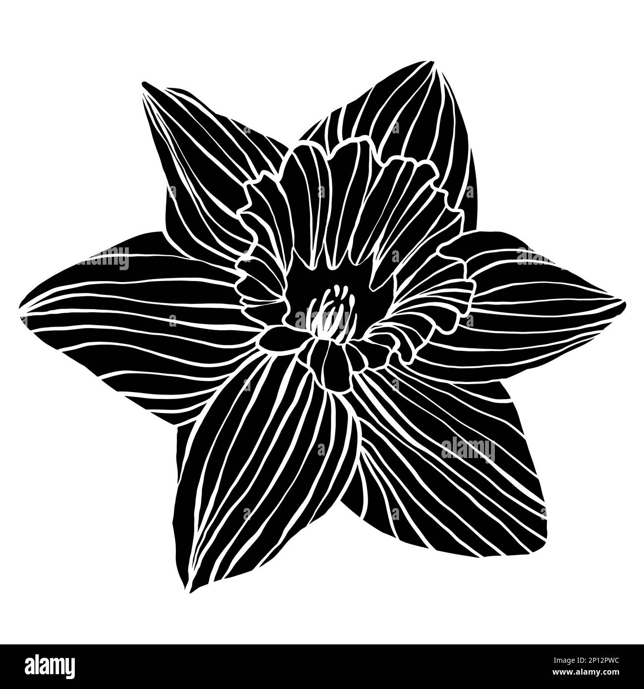 Hand drawn isolated black woodcut daffodil flower on white background ...