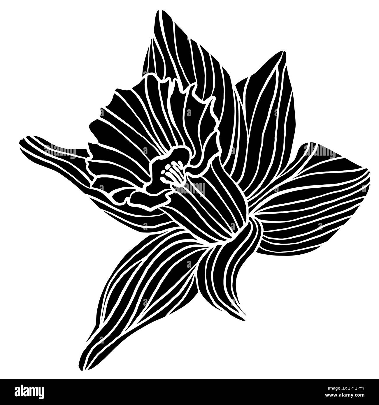 Hand drawn isolated black woodcut daffodil flower on white background ...