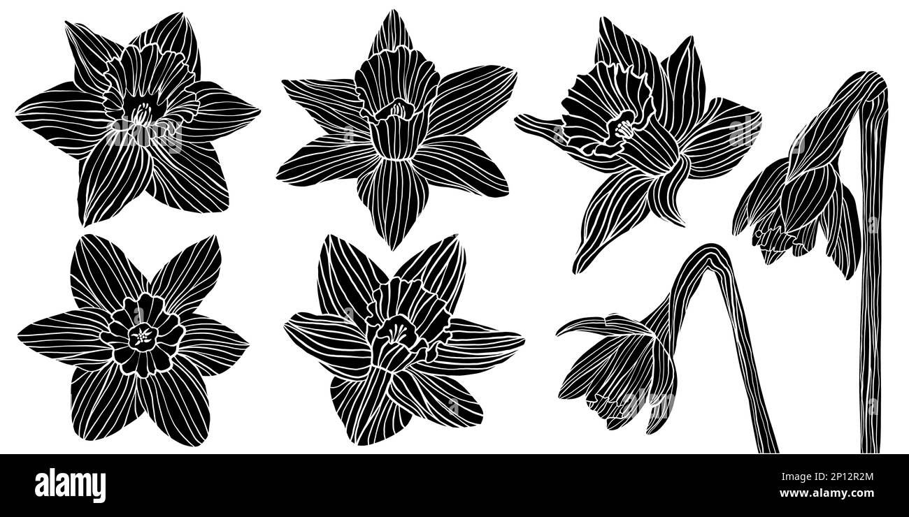 Set of vintage woodcut daffodils flower silhouettes isolated on white ...