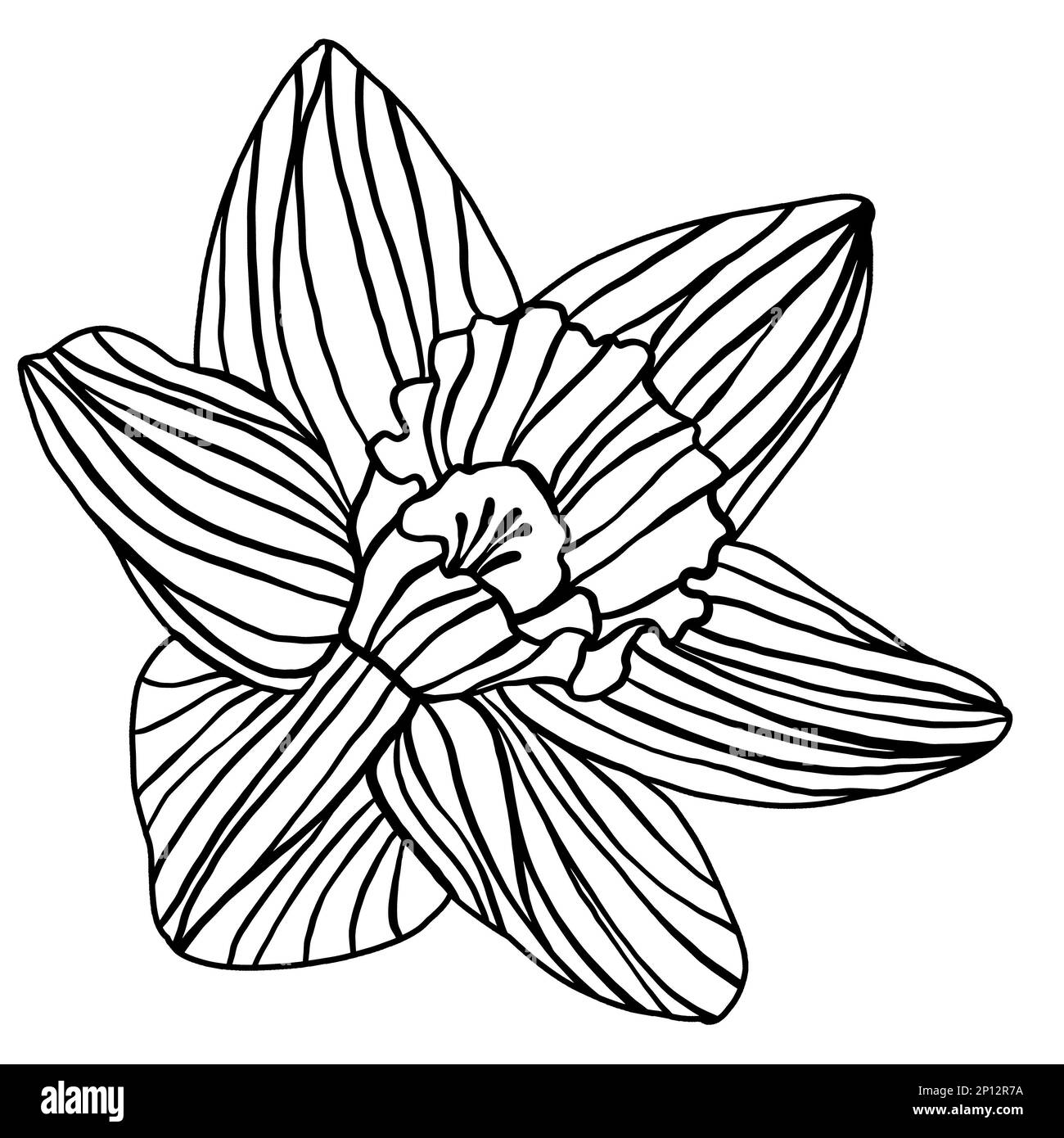 Single narcissus daffodil flower silhouette outline doodle drawing ...