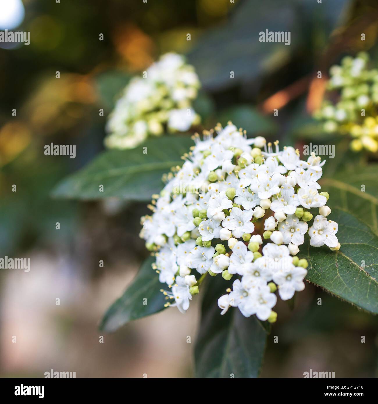 Viburnum tinus, the laurustinus, laurustine or laurestine, is a species ...