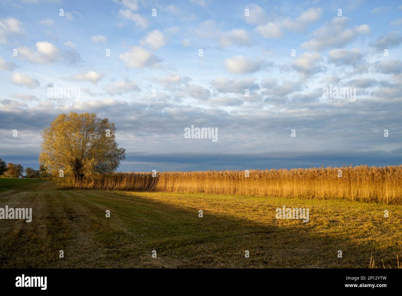 Field of reed in natural preserve Stock Photo - Alamy