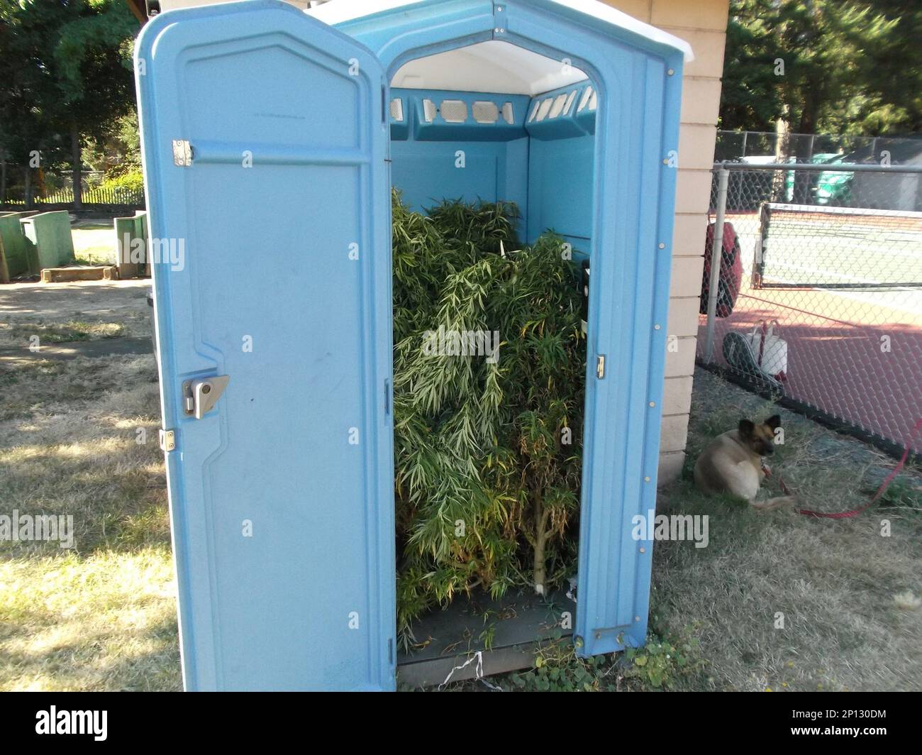 This photo provided by Rogue River Police Dept., shows marijuana plants ...