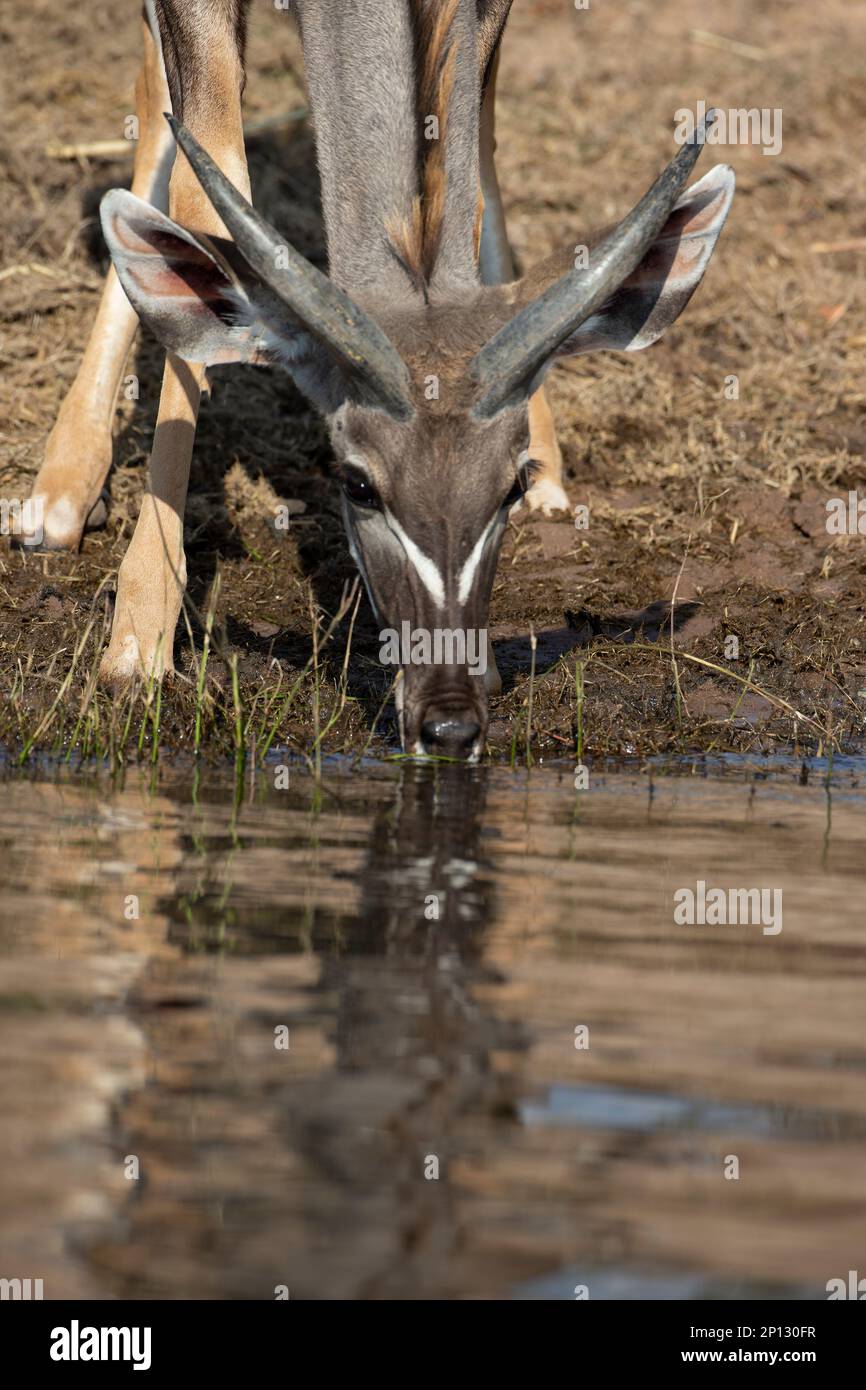 Close up headshot of Greater Kudu antelope Tragelaphus strepsiceros ...
