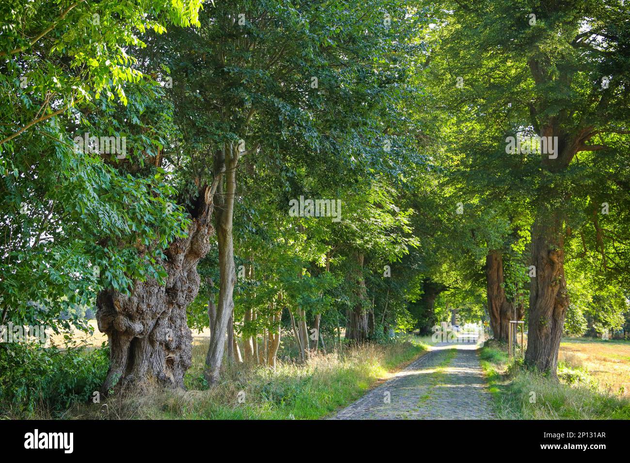 An old linden tree in a german avenue Road (Deutsche Alleenstraße) with ...