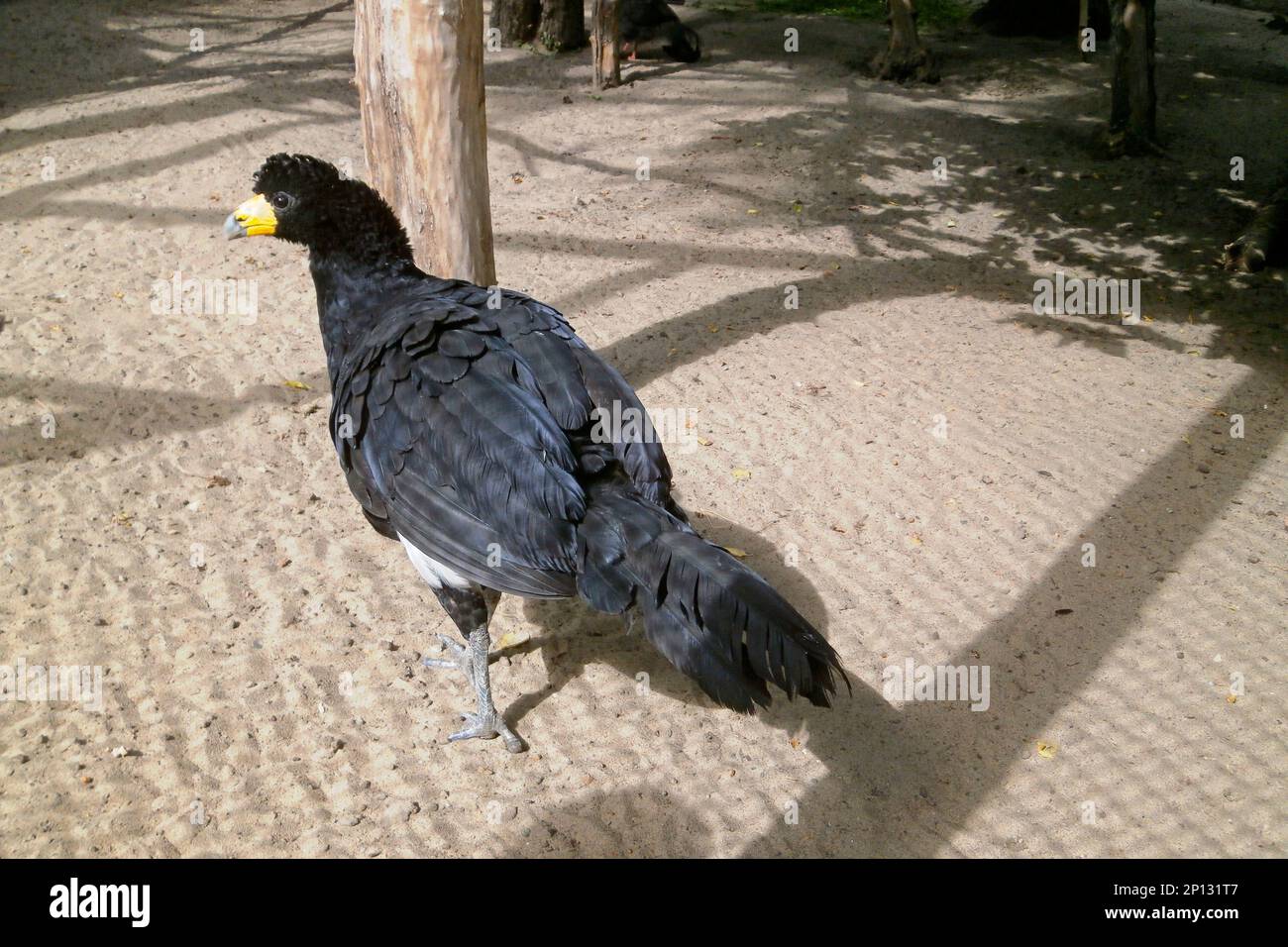 The black curassow (Crax alector), also known as the smooth-billed ...