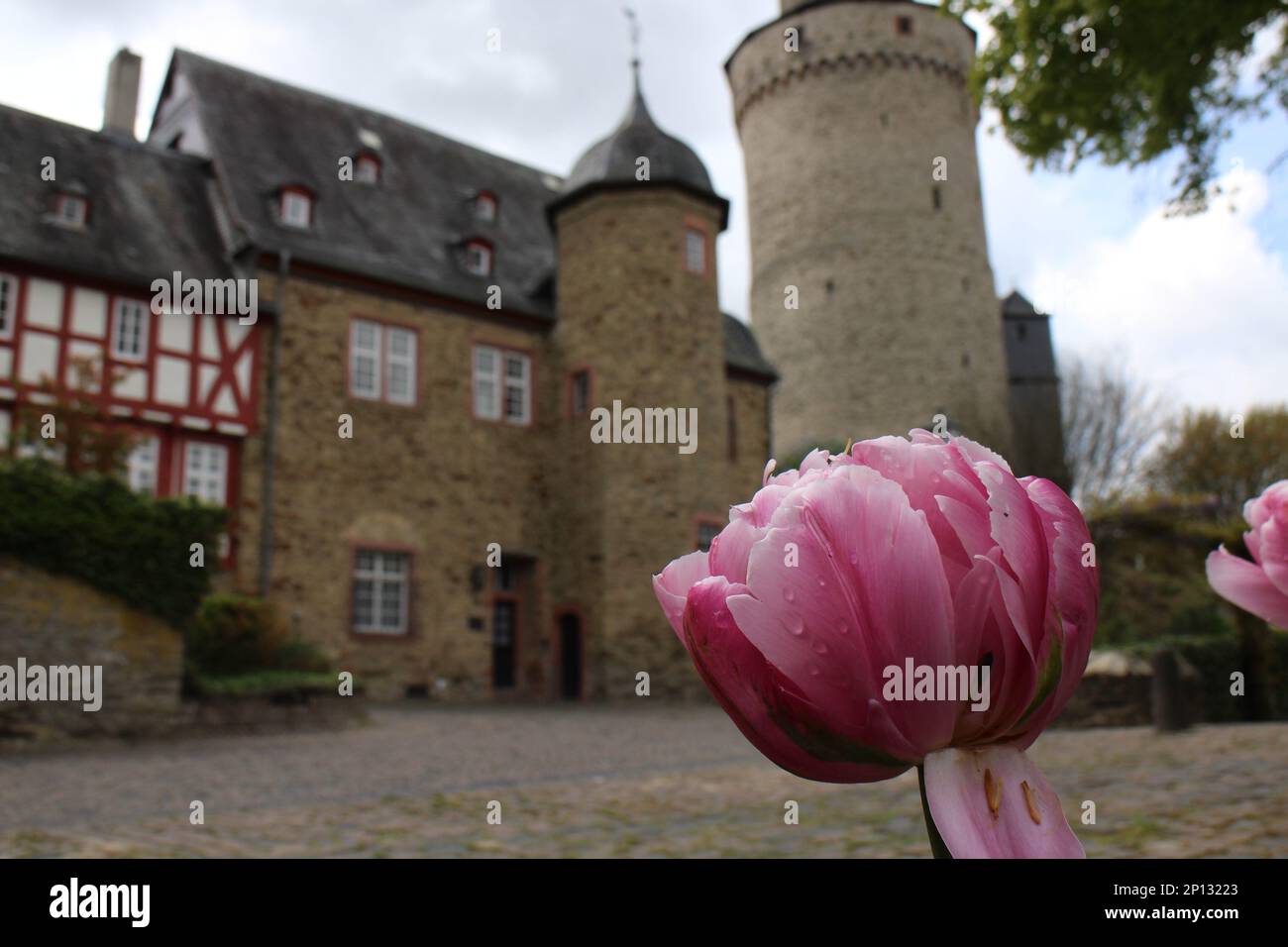 Tulips and Hexenturm (Witches' Tower) in the old town of Idstein in ...