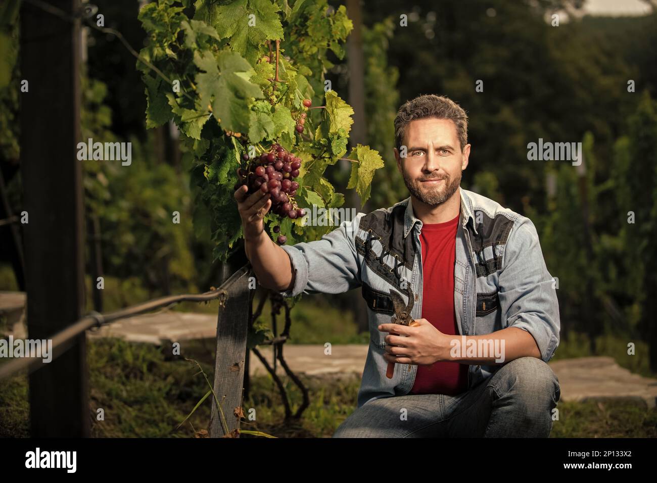 vinedresser cutting grapes bunch. male vineyard owner. professional ...