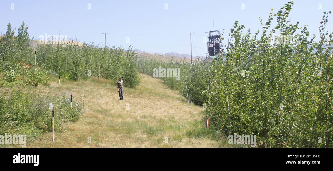 Norm DeNeal stands recently in the midst of the aspen groves he has ...