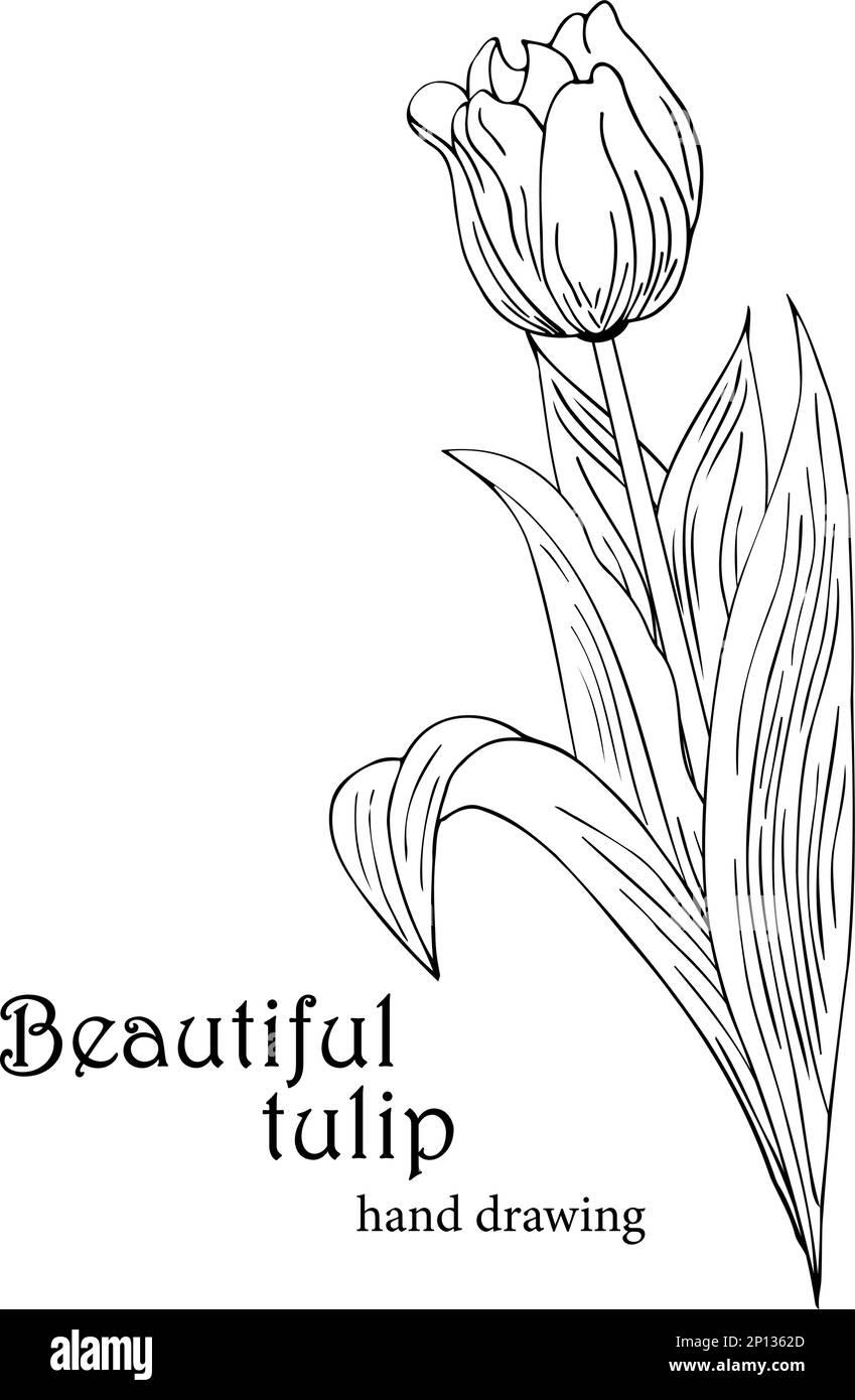Floral floral background with tulips. Hand drawing Stock Vector Image ...