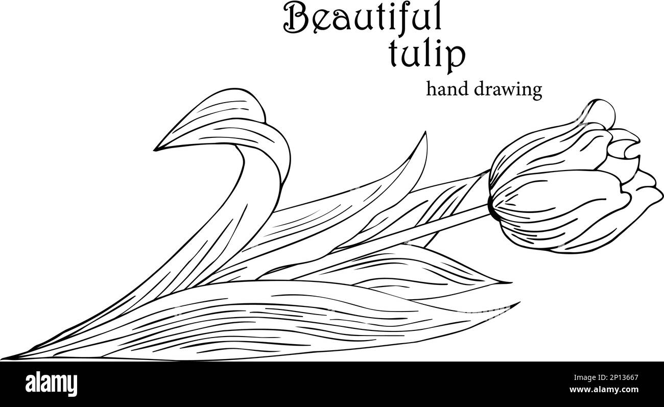Floral floral background with tulips. Hand drawing Stock Vector Image ...