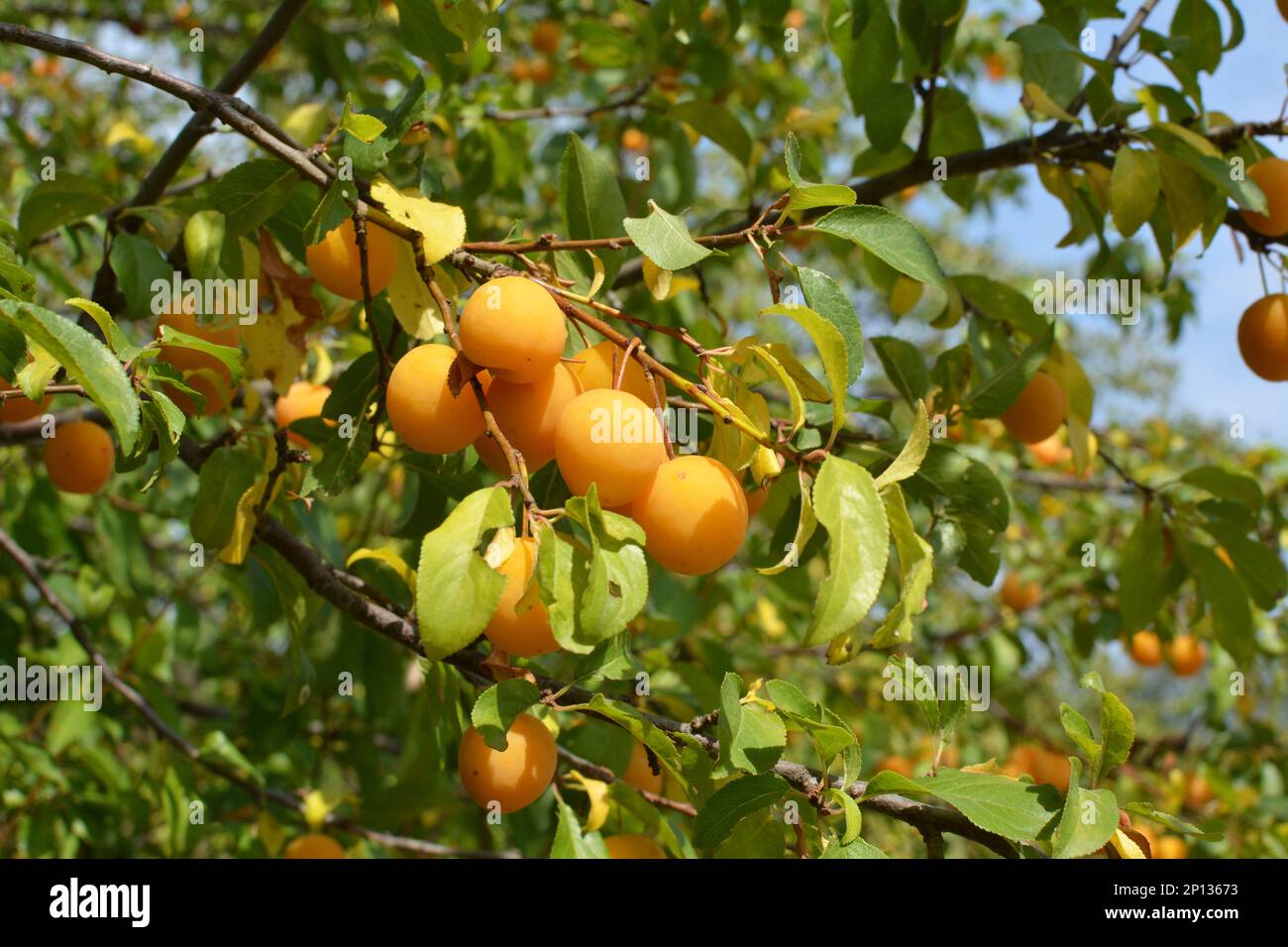 On the branches of the tree ripen fruits of cherry-plum (Prunus ...