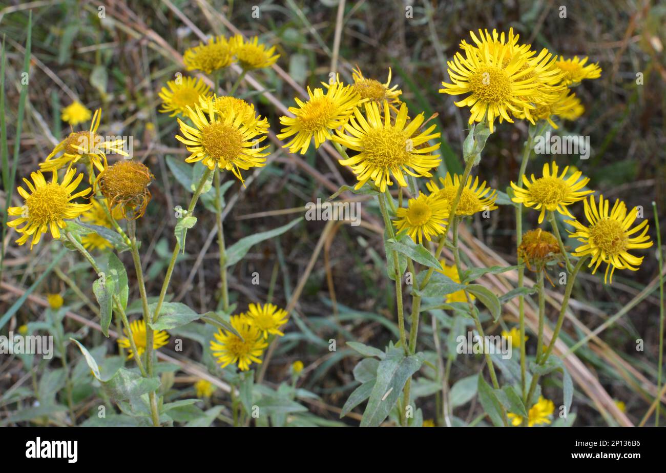 In the summer, the wild medicinal plant Inula blooms in the wild Stock ...