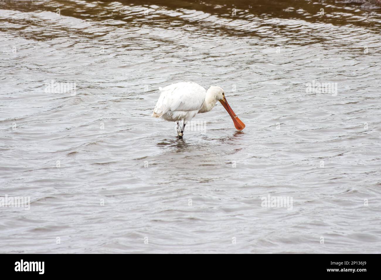 eurasian spoonbill with large flat spatulate bill fishing for food in ...