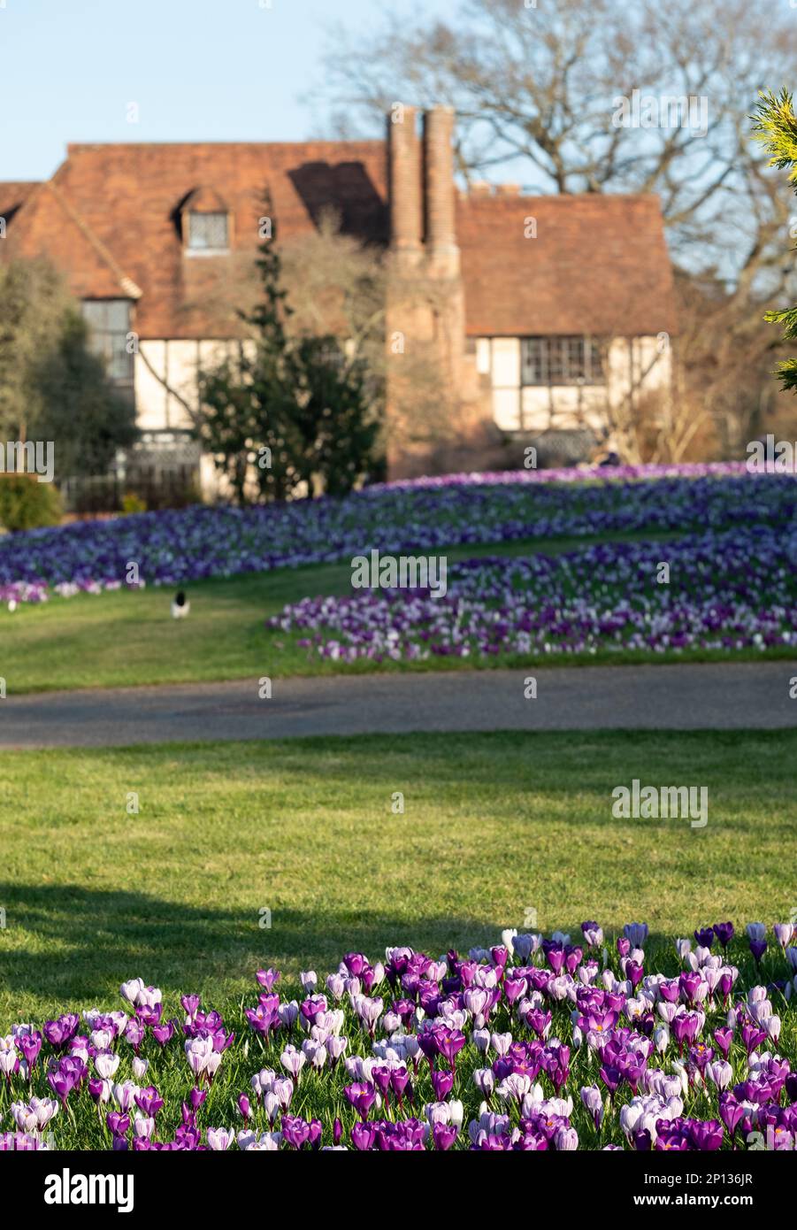 Purple and white crocuses growing in the Conifer Lawn. Photographed in ...