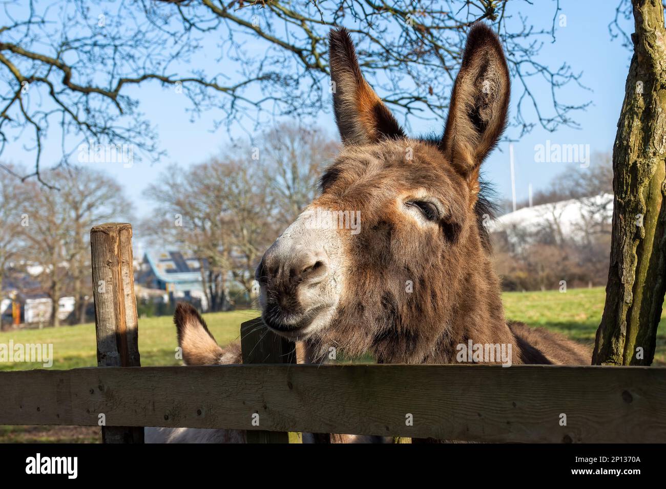 portrait of a beautiful donkey looking over fence Stock Photo - Alamy