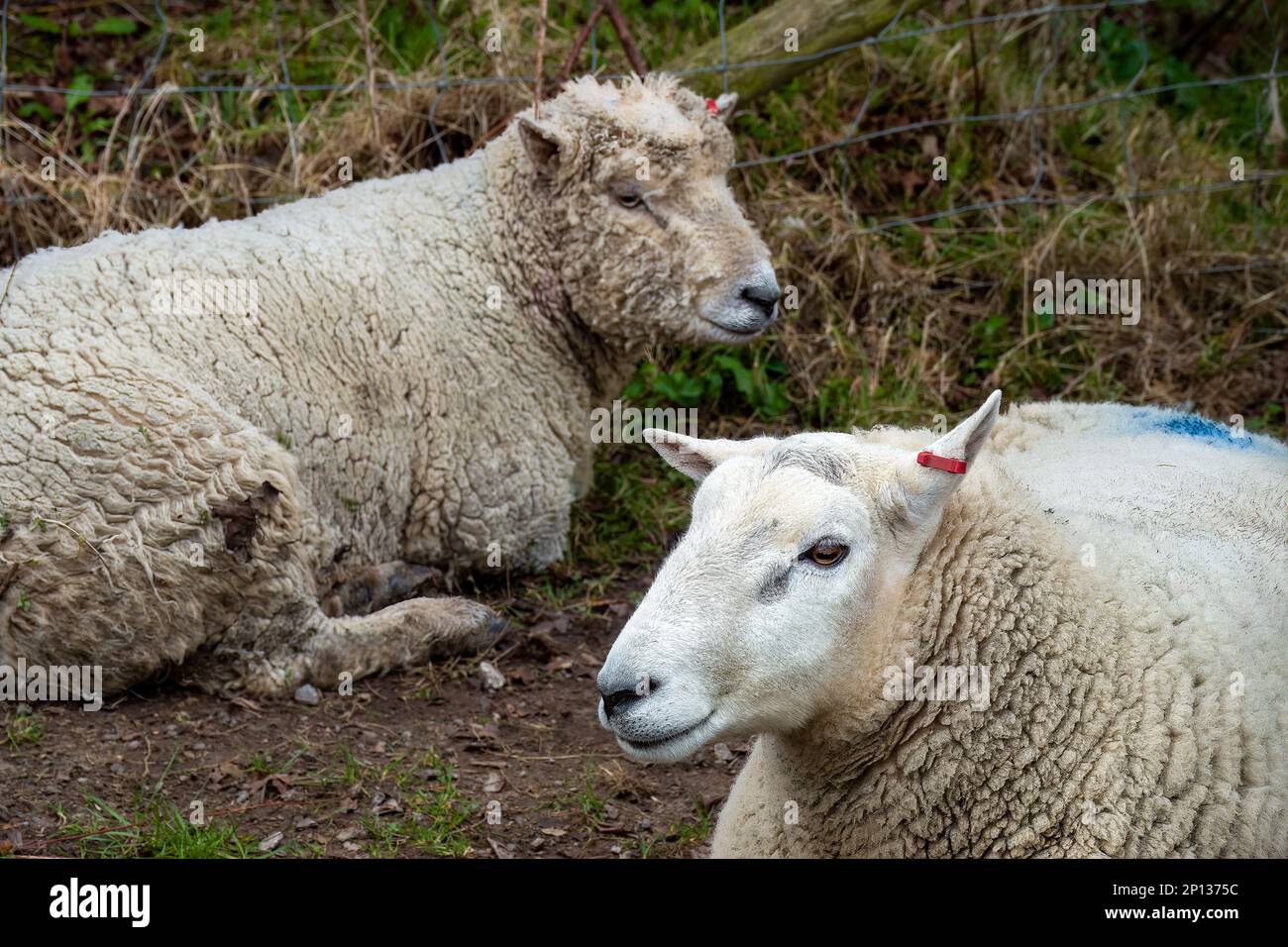 portrait of two woolly sheep with pretty faces Stock Photo - Alamy