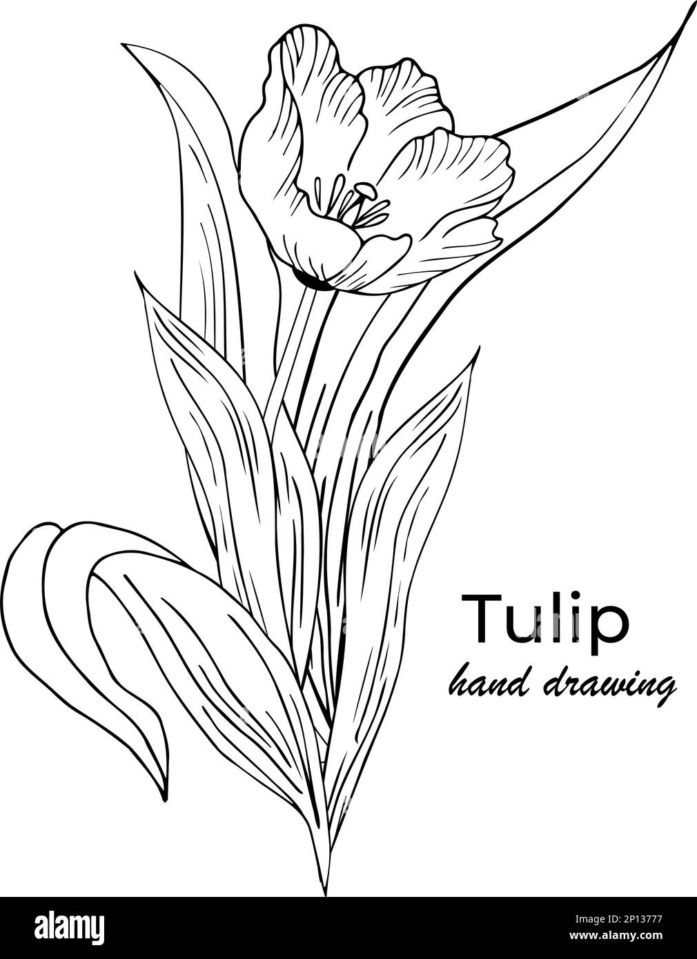 Floral floral background with tulips. Hand drawing Stock Vector Image ...