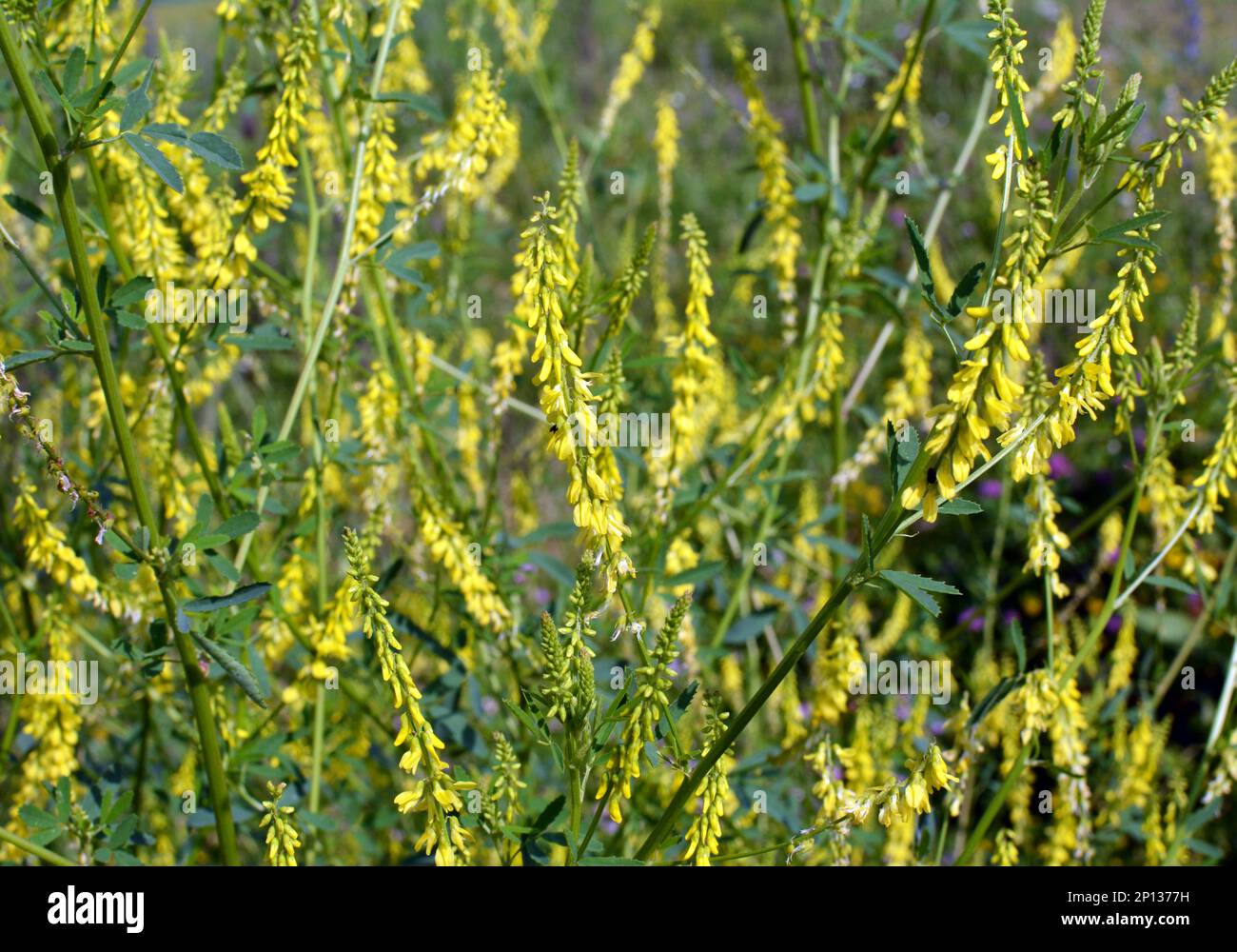 Melilot yellow, ribbed melilot (Melilotus officinalis) blooms in the ...