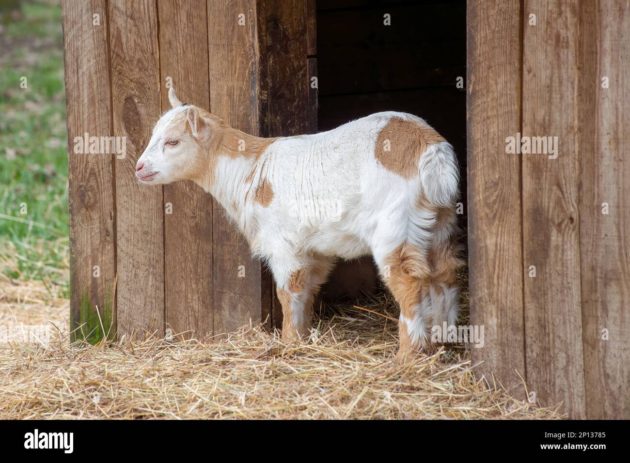 White baby goat hi-res stock photography and images - Alamy