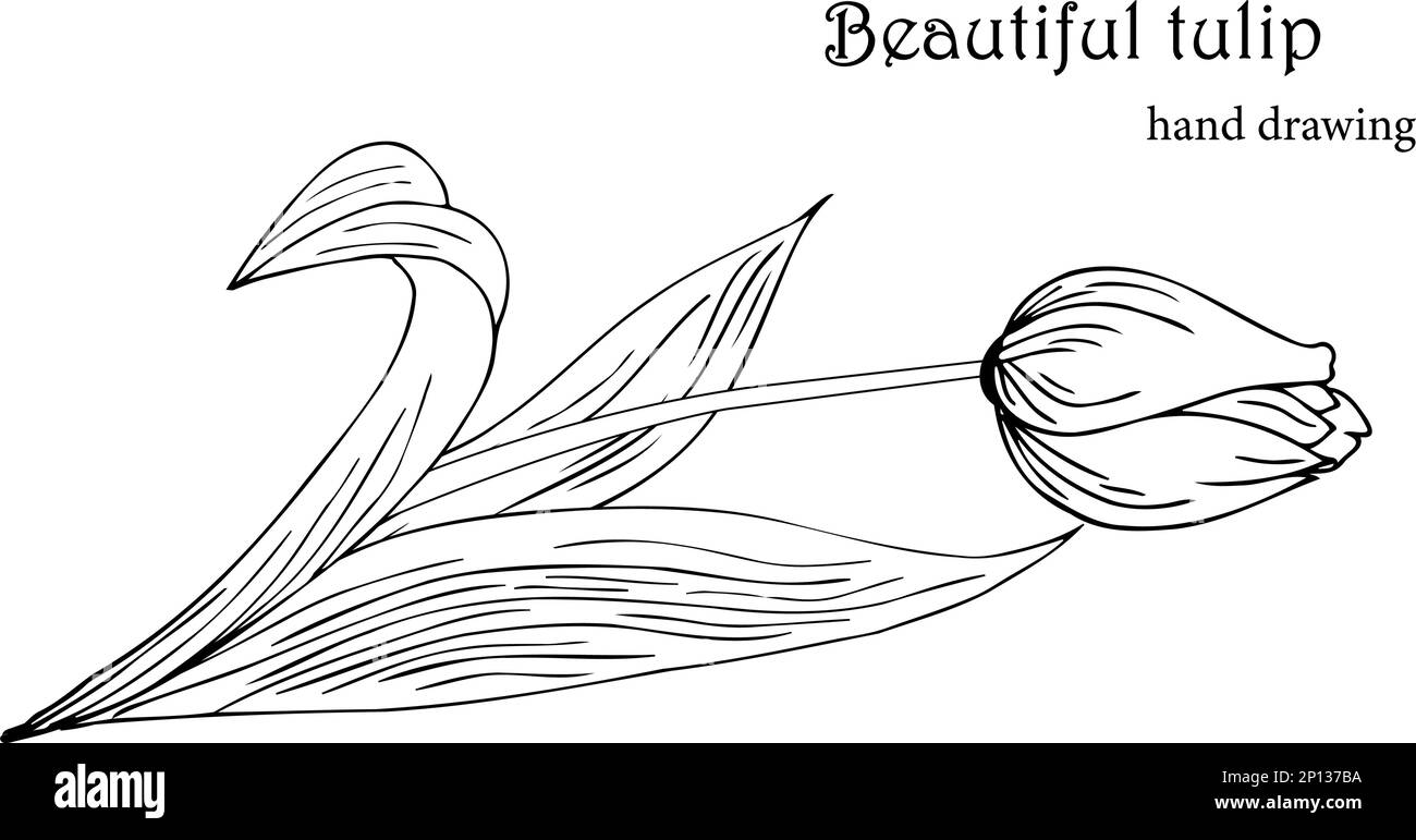 Floral floral background with tulips. Hand drawing Stock Vector Image ...