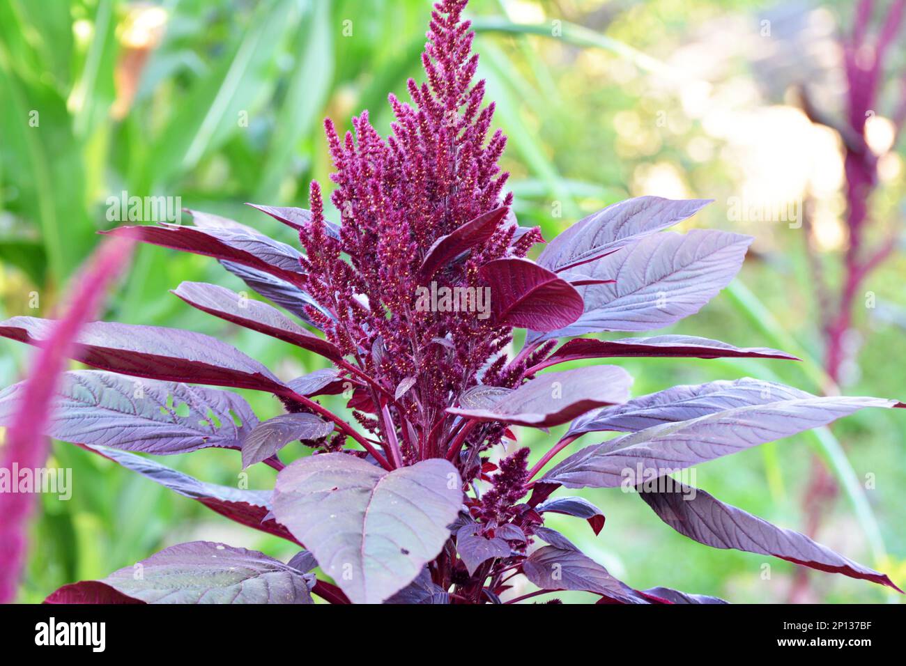 Purple amaranth amaranthus hi-res stock photography and images - Alamy