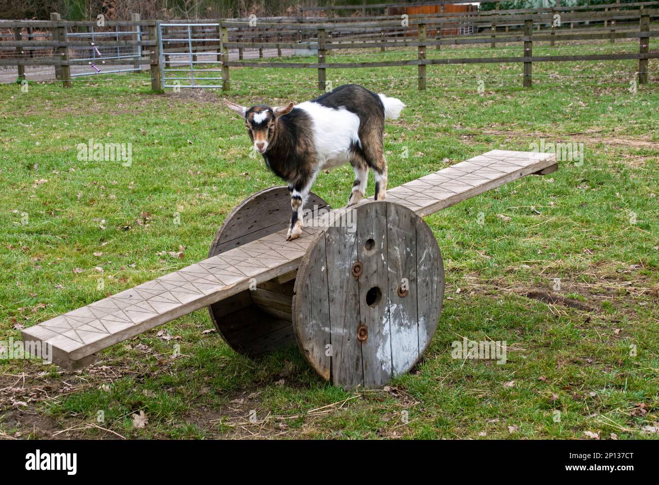 pretty mutli coloured goat playing on a wooden seasaw Stock Photo - Alamy